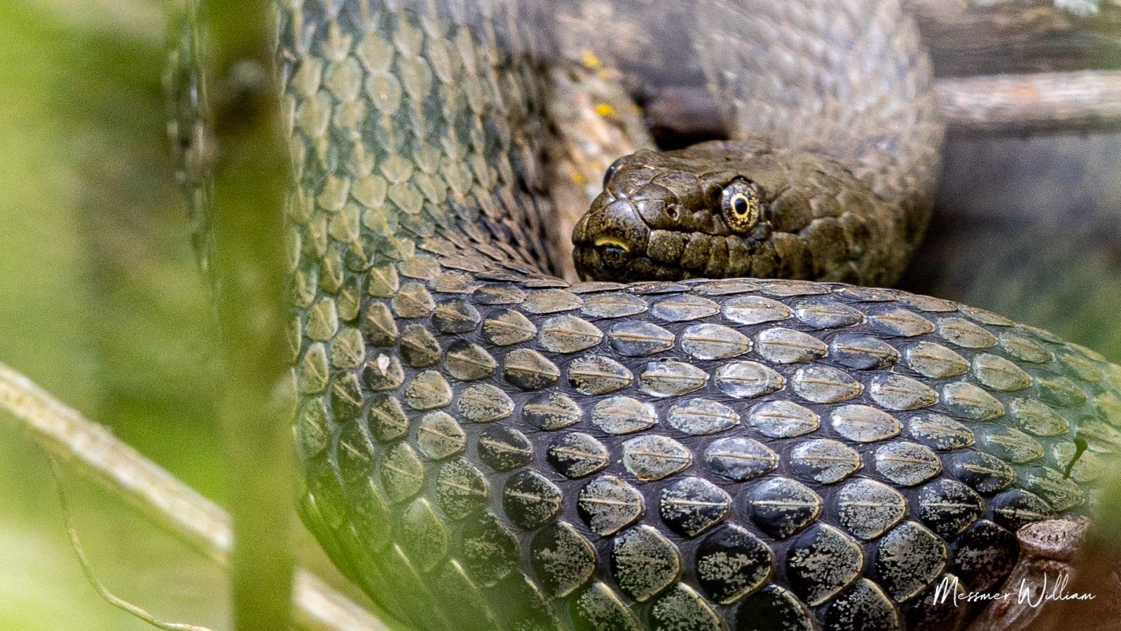 Photographie par Willam Messmer, Haute-Savoie
